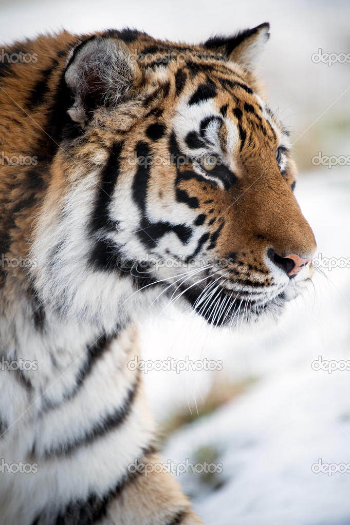 Siberian Tiger Stock Photo by ©davemhuntphoto 32145555