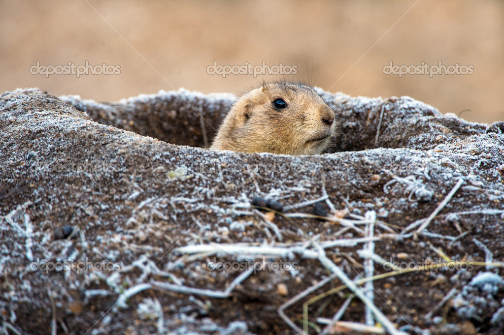 Prairie Dog Hole