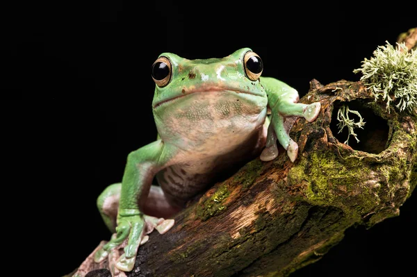 Vietnamese flying frog Stock Photos, Royalty Free Vietnamese flying ...