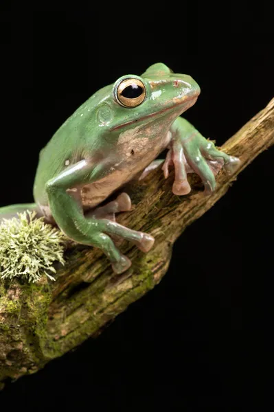 Vietnamese flying frog Stock Photos, Royalty Free Vietnamese flying ...