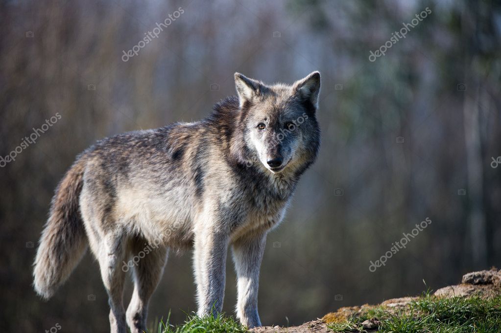 Grey Wolf (canis lupus) — Stock Photo © davemhuntphoto #46055513