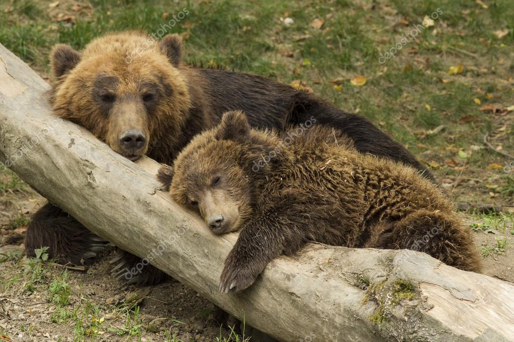 Sleeping Grizzly Bear
