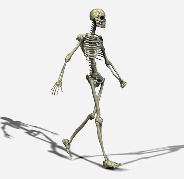 Human Skeleton — Stock Photo © PhotosVac #57390559