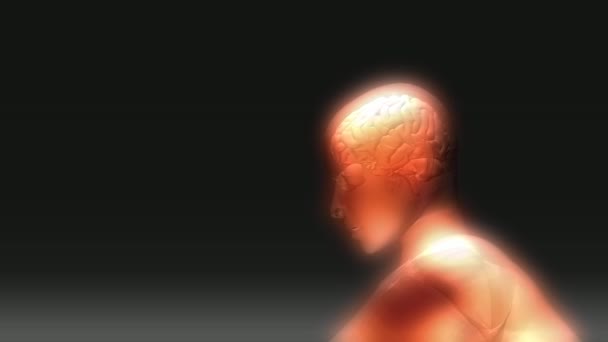 Human Brain Animation — Stock Video © 3quarks #31272957