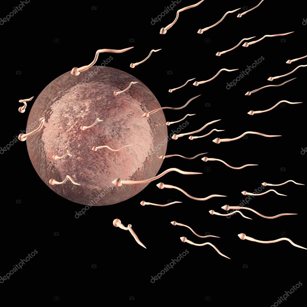 Human Ovum — Stock Photo © 3quarks #30688857