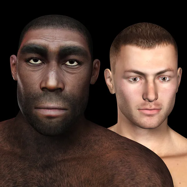 Homo Erectus Facial Reconstruction