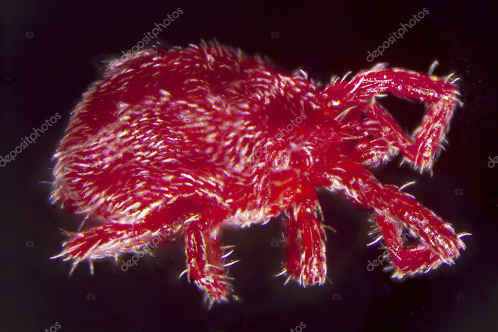 Microphotography Nymph Trombidium Holosericeum — Stock Photo © 3quarks ...
