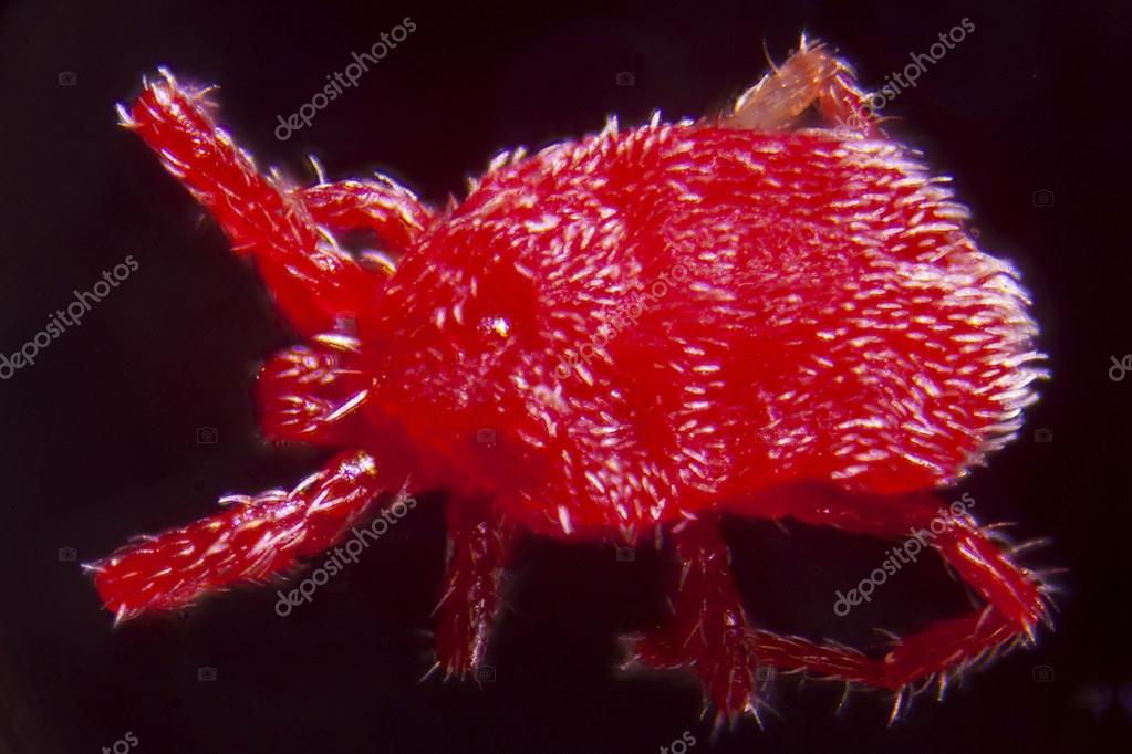 Nymph of a Trombidium Holosericeum — Stock Photo © 3quarks #50990233