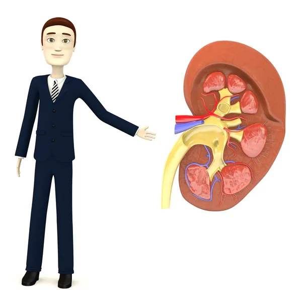 Renal cysts Vector Art Stock Images | Depositphotos