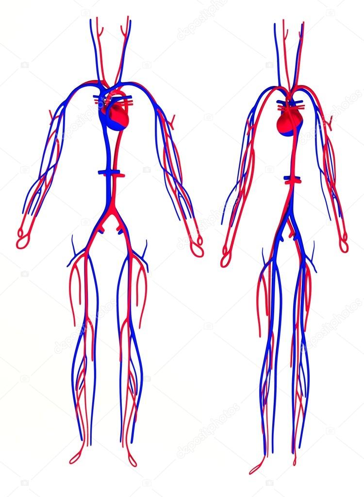 Realista 3d renderizado del sistema circulatorio 2022
