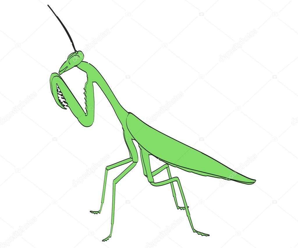 Cartoon image of praying mantis Stock Illustration by ©3drenderings ...