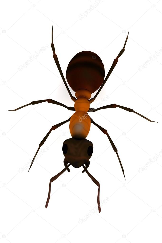 Realistic 3d render of formica rufa Stock Photo by ©3drenderings 36837119