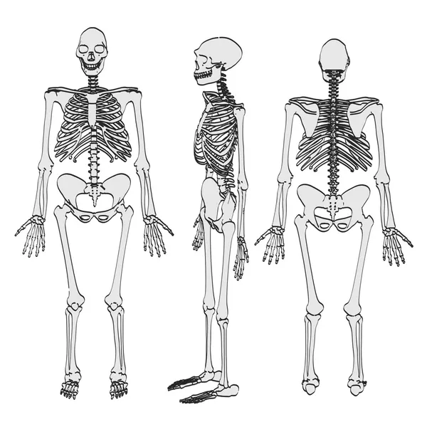 Human Skeleton — Stock Photo © Steve_Allen #18173083