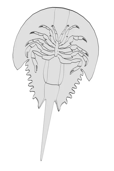 Pelvis diagram Stock Photos, Royalty Free Pelvis diagram Images ...