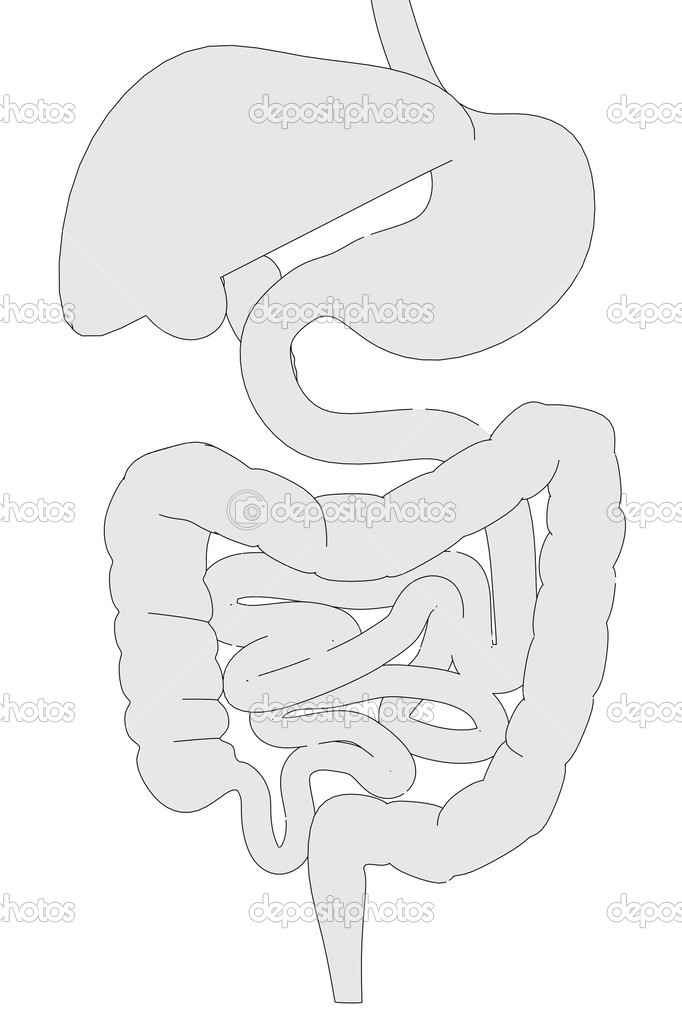 Cartoon image of digestive system Stock Illustration by ©3drenderings ...