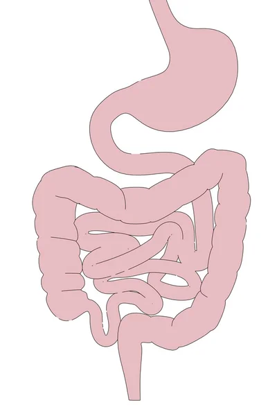 Imágenes de Lamia digestion libres de derechos | Depositphotos