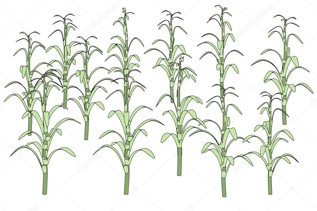 Corn Plant Cartoon