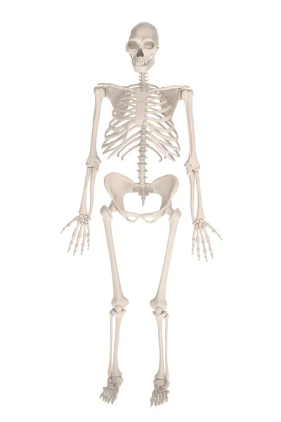 Homo Erectus Skeleton Structure