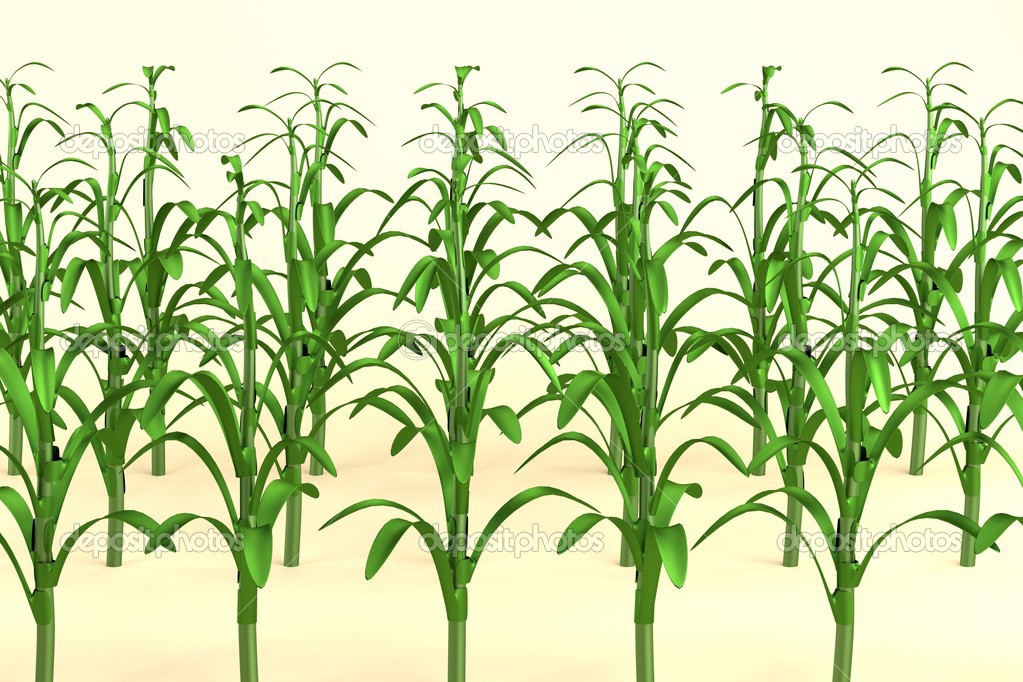 Realistic 3d model of corn field — Stock Photo © 3drenderings #43030671