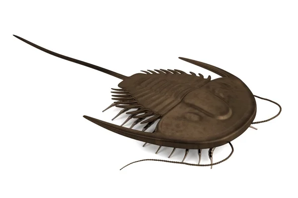 ᐈ Trilobite stock pictures, Royalty Free trilobite pictures | download ...