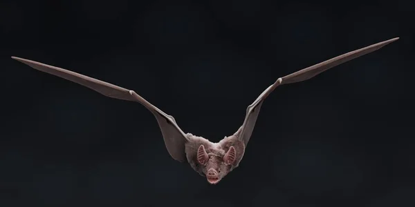 Night raptor Stock Photos, Royalty Free Night raptor Images | Depositphotos