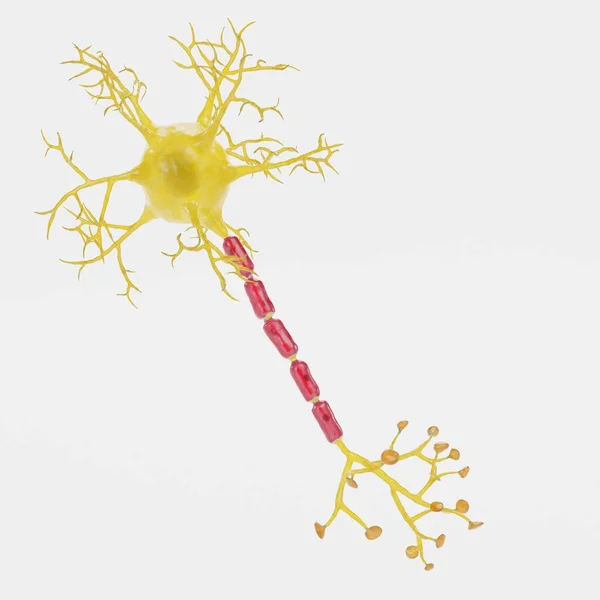 2D illustratie van de tekenfilm van hersenen neuron ⬇ Stockfoto ...