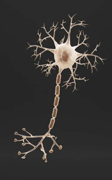 2D illustratie van de tekenfilm van hersenen neuron ⬇ Stockfoto ...