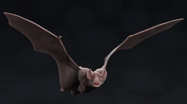 Vampire bat Stock Photos, Royalty Free Vampire bat Images | Depositphotos