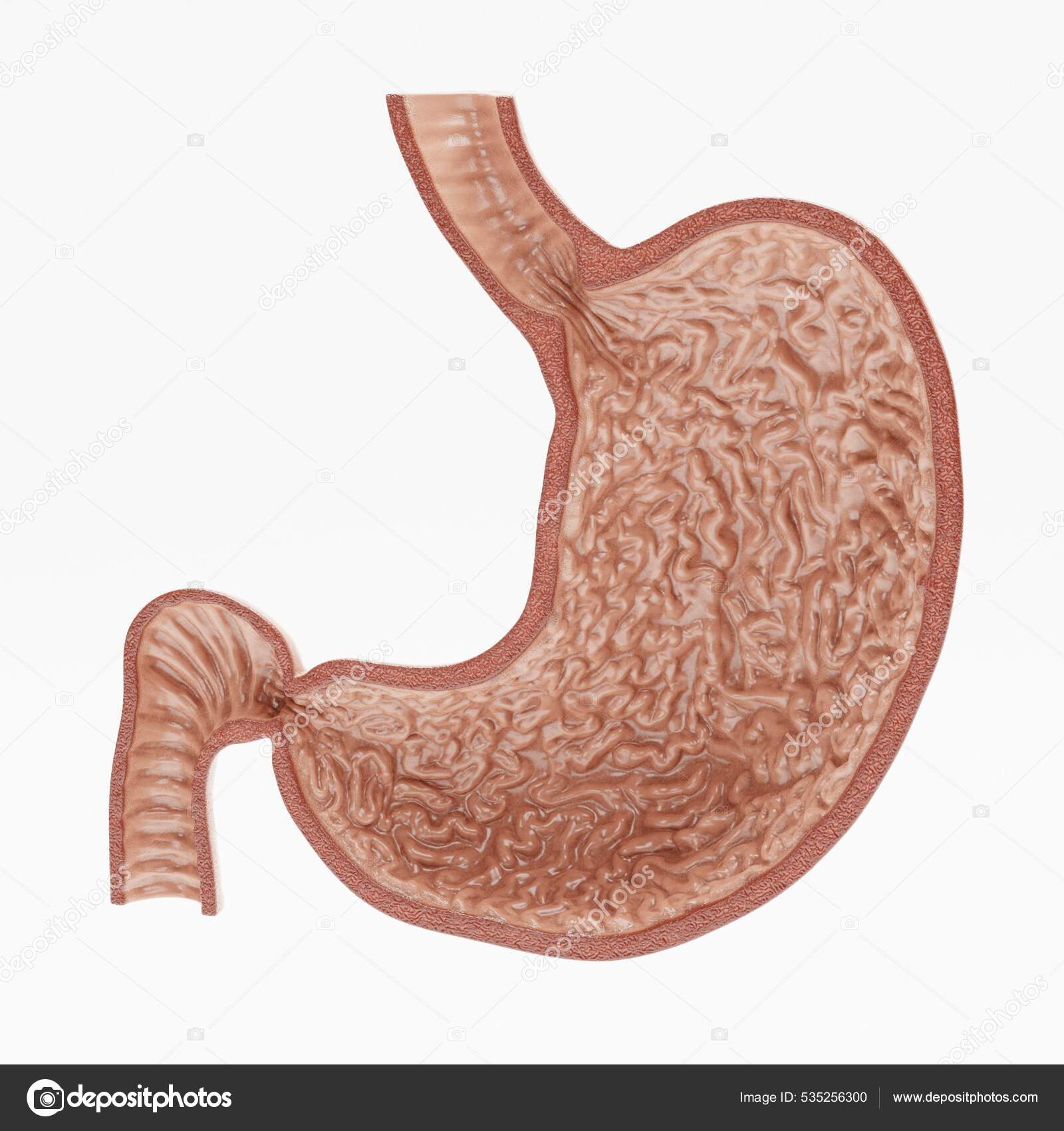Realistic Render Human Stomach Stock Illustration by ©3drenderings ...