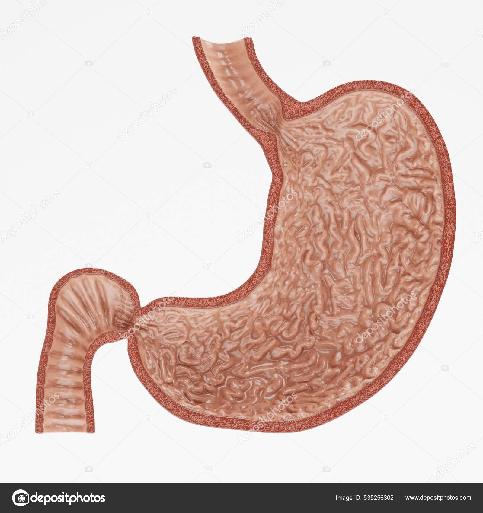 Realistic Render Human Stomach Stock Illustration by ©3drenderings ...
