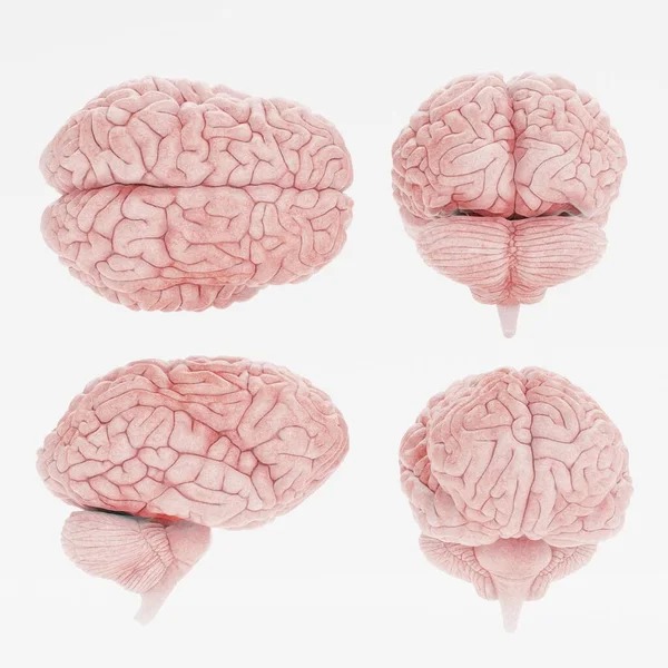 Realistic Render Human Brain Stock Photo by ©3drenderings 576261028