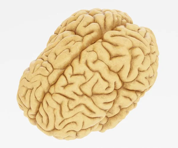 Realistic Render Human Brain Stock Photo by ©3drenderings 576261028