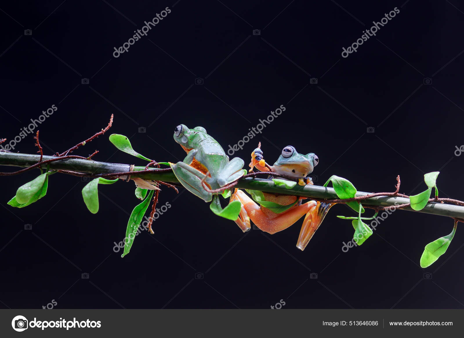 Frog Tree Frog Dumpy Frog Tree Flying Frog Leaf Branch — Stock Photo ...