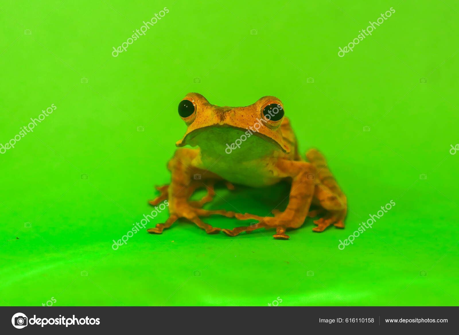 Wallace's Flying Frog Frogs Tree Frogs Close Amphibians Animal ...