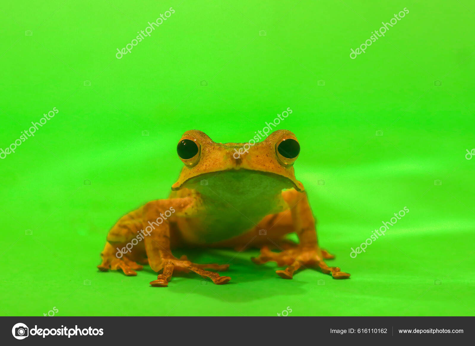Wallace's Flying Frog Frogs Tree Frogs Close Amphibians Animal ...