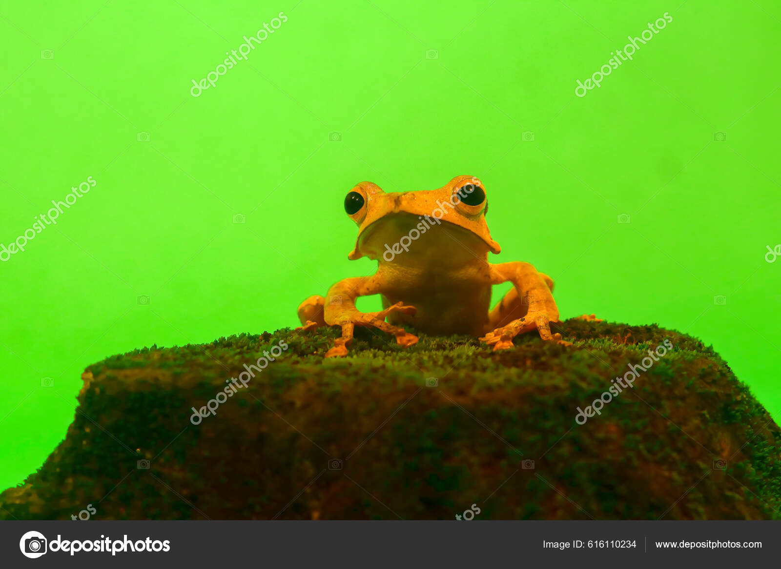 Wallace's Flying Frog Frogs Tree Frogs Close Amphibians Animal ...