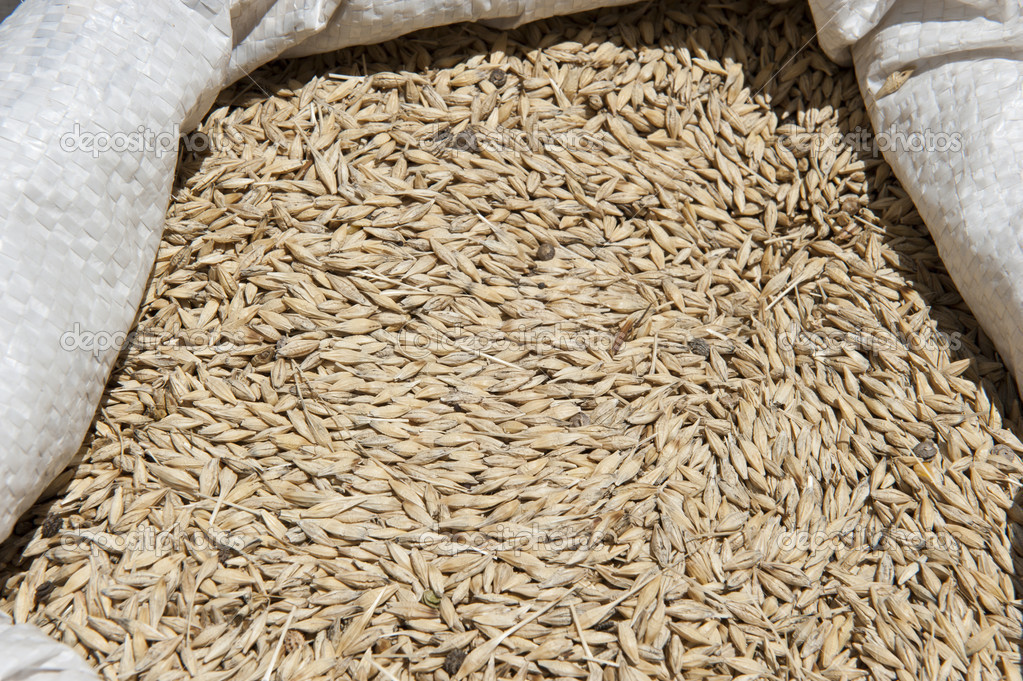 A grain packed in a bag — Stock Photo © eugenef #50578373