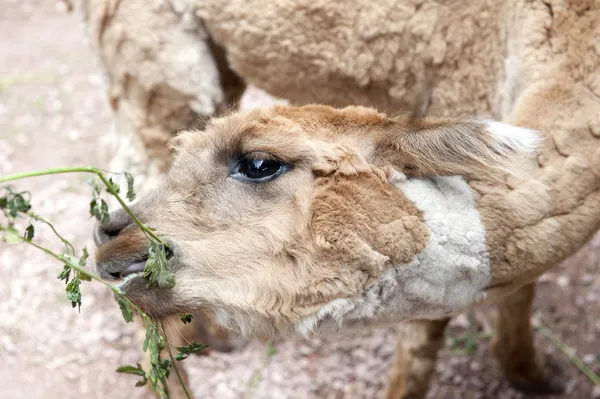 Llama eating grass ⬇ Stock Photo, Image by © eugenef #50585059