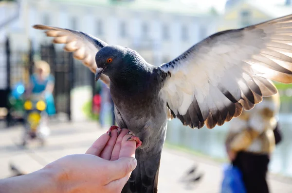 Pigeon on hand Stock Photo by ©zatvor 1125806