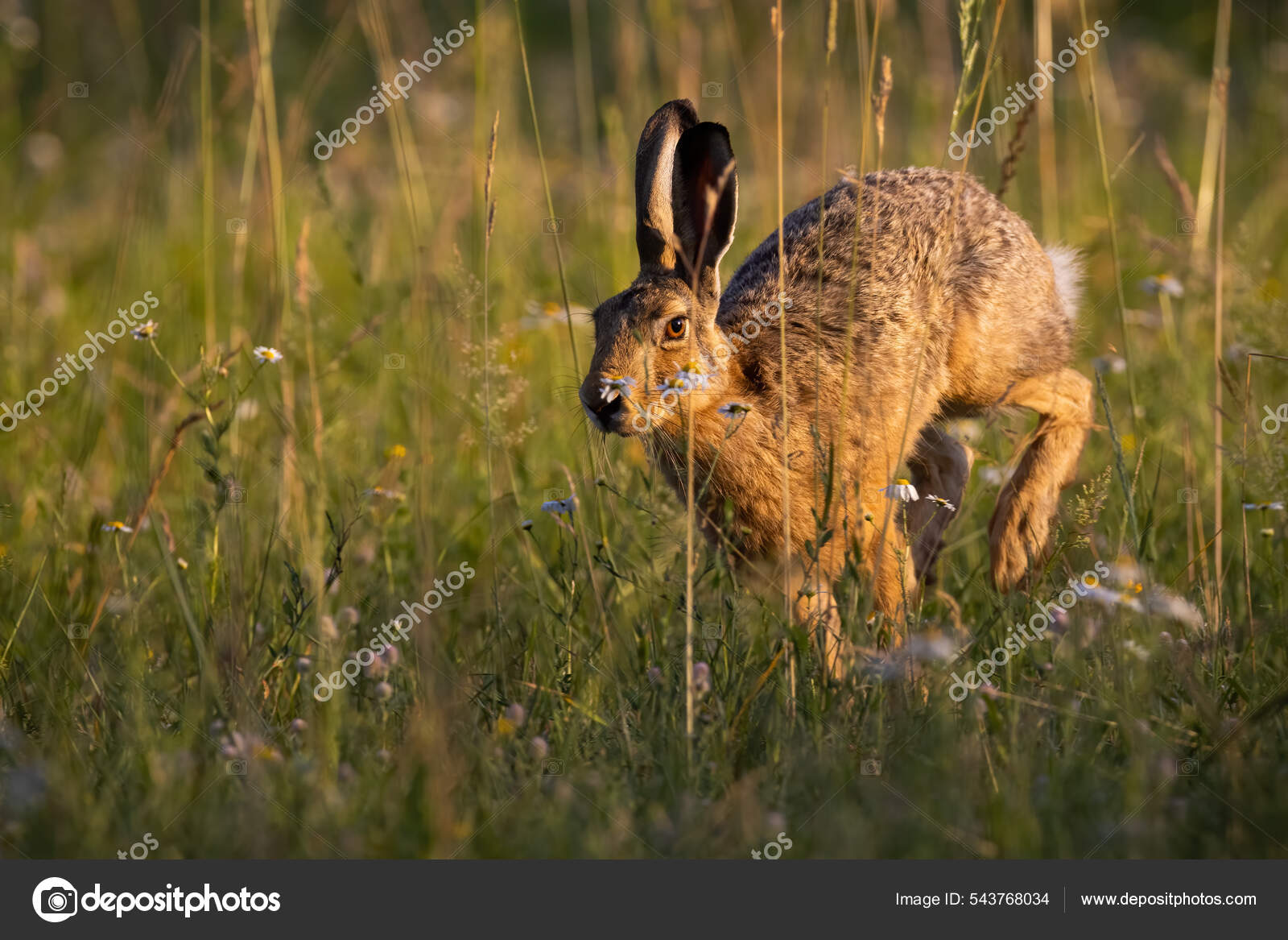 Wild Rabbit Running