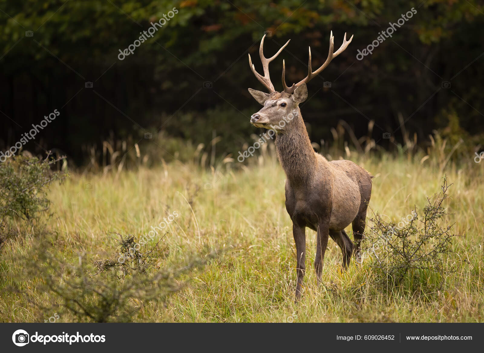 Young Red Deer Cervus Elaphus Sniffing Nose Stretching Neck Attentive ...