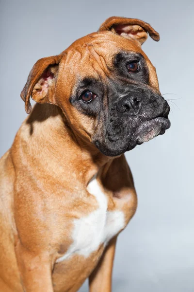 Small boxer Stock Photos, Royalty Free Small boxer Images | Depositphotos