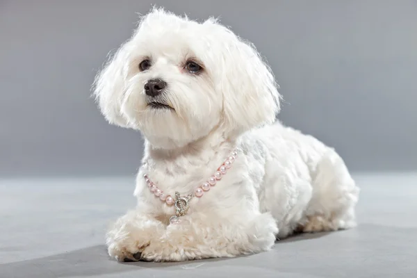 Maltese grey background Stock Photos, Royalty Free Maltese grey ...