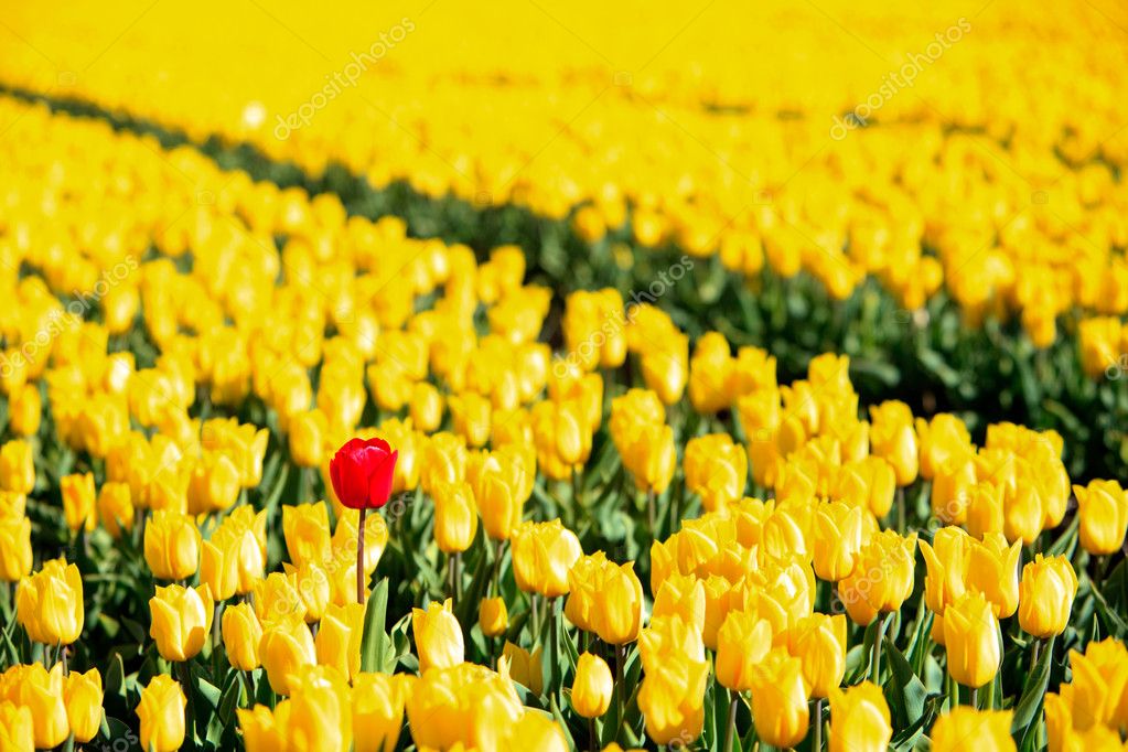 Yellow tulips and one red standing out of the crowd. — Stock Photo ...