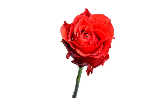 Single red rose isolated on white background. Stock Illustration by ...