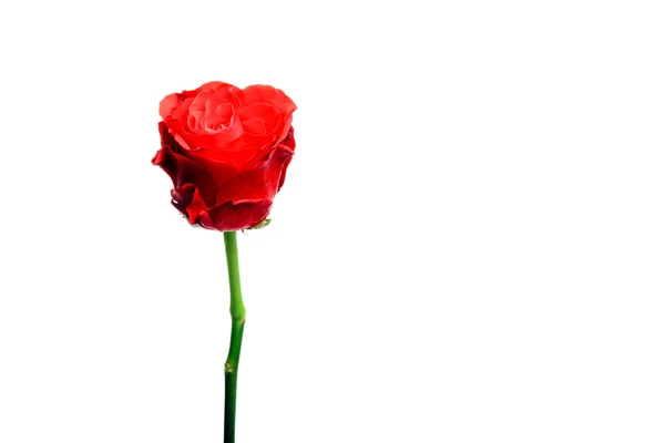 Single red rose isolated on white background. Stock Illustration by ...