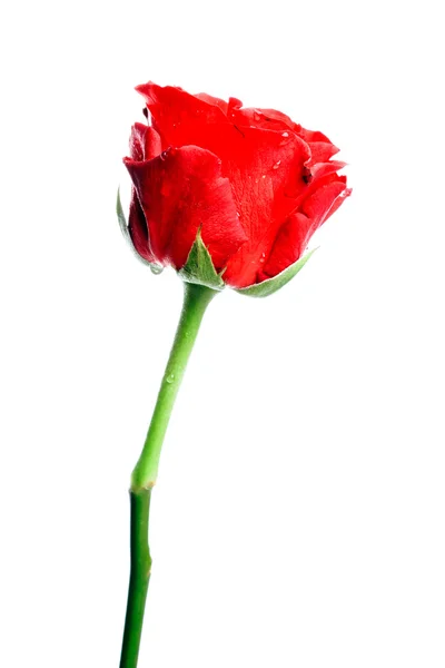 Single red rose isolated on white background. Stock Illustration by ...