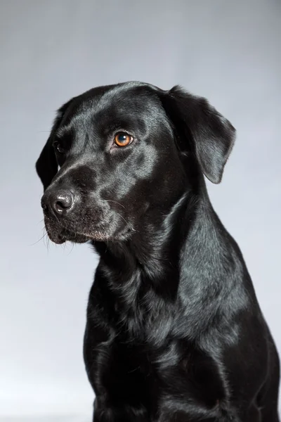 Young black labrador retriever dog. Studio shot. Stock Photo by ...