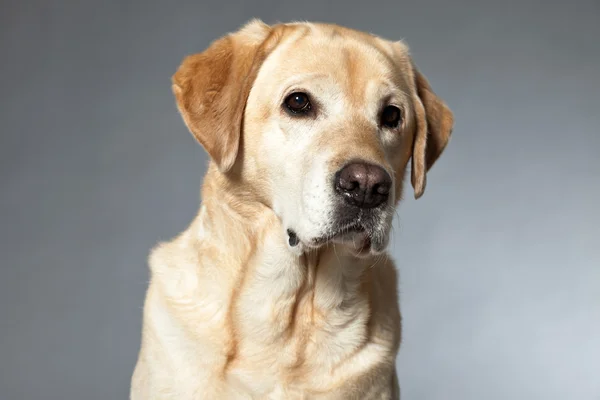 Blonde labrador retriever dog. studio shot. — Stock Photo © ysbrand ...