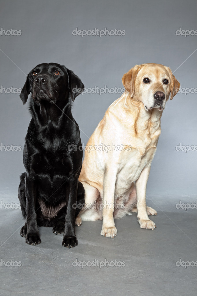 Rubio y negro perro labrador retriever juntos. Captura de estudio ...